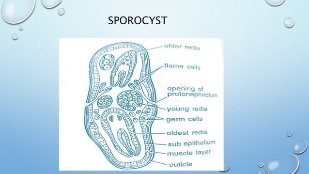 Larval forms of trematodes sj | PPTX