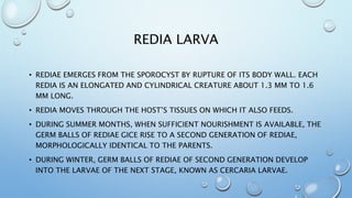 Larval forms of trematodes sj | PPTX