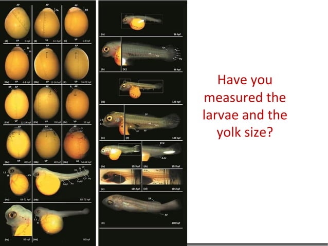 Larval Rearing: Heart of Aquaculture | PDF