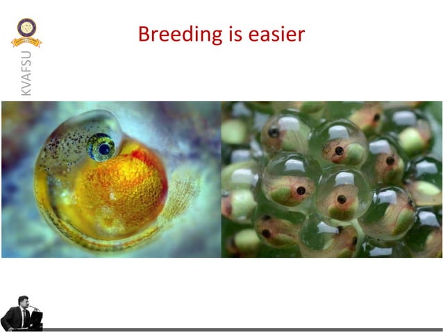 Larval Rearing: Heart of Aquaculture | PDF