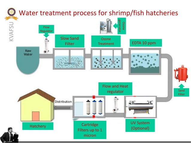 Larval Rearing: Heart of Aquaculture | PDF