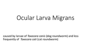 Larva migrans | PPTX