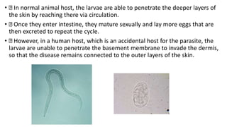 Larva migrans | PPTX