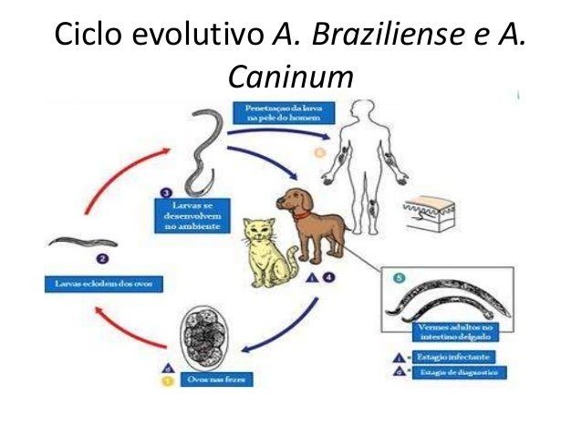 Larva migrans cutânea e visceral