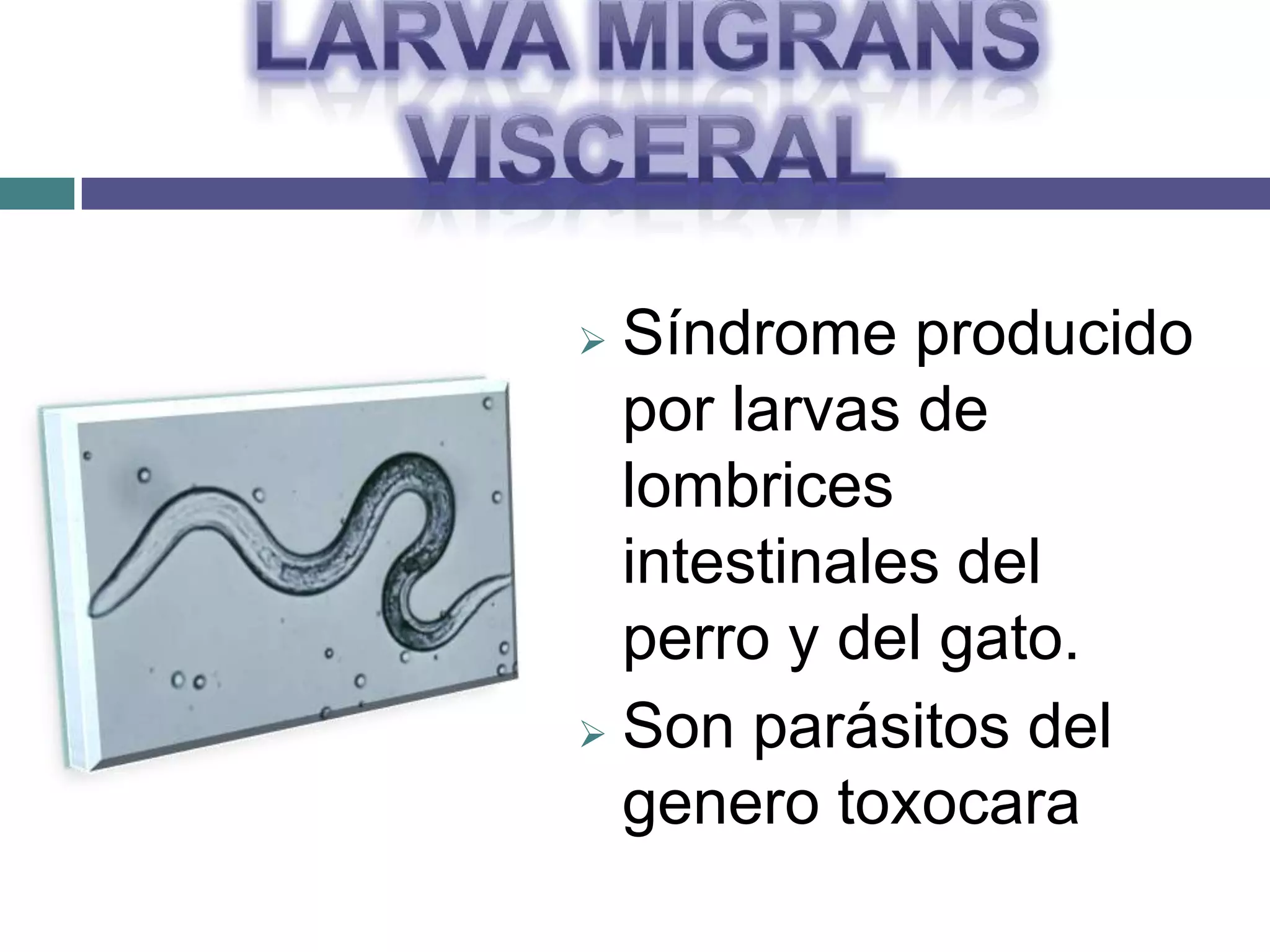 Larva migrans cutánea y visceral | PPTX
