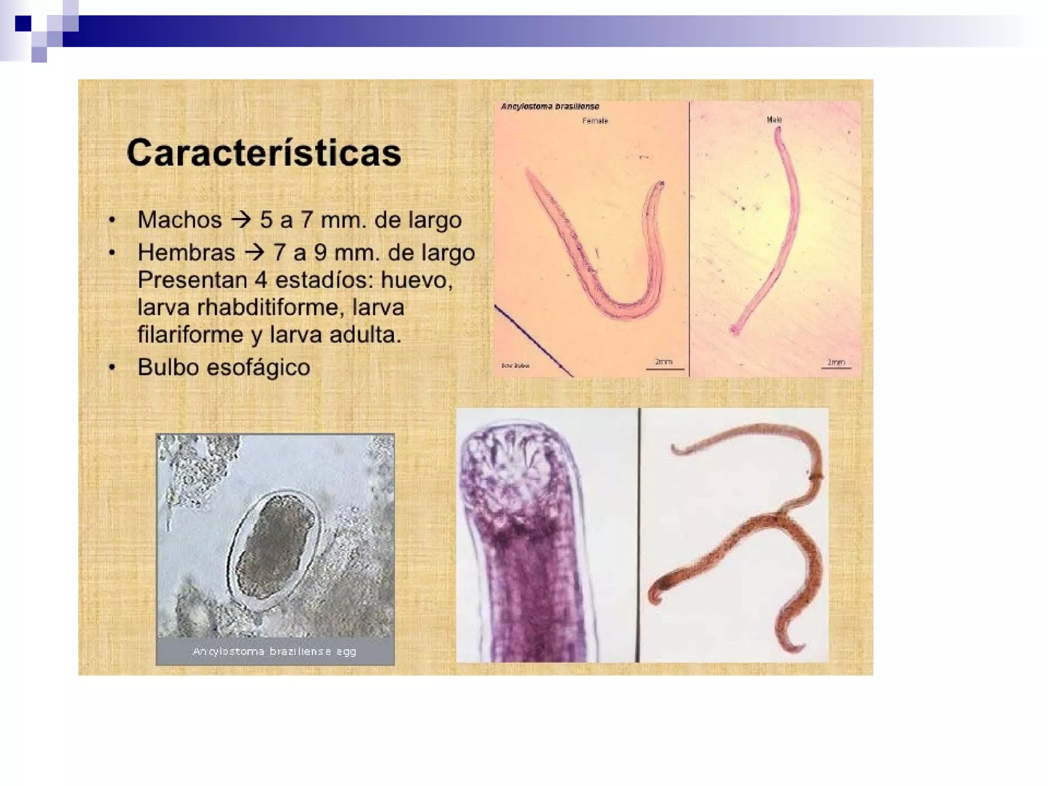 Larva migrans visceral y cutanea