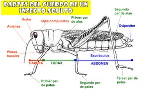 Larvas - Pupas - Ciclo biológico (1).pdf