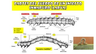 Larvas - Pupas - Ciclo biológico (1).pdf