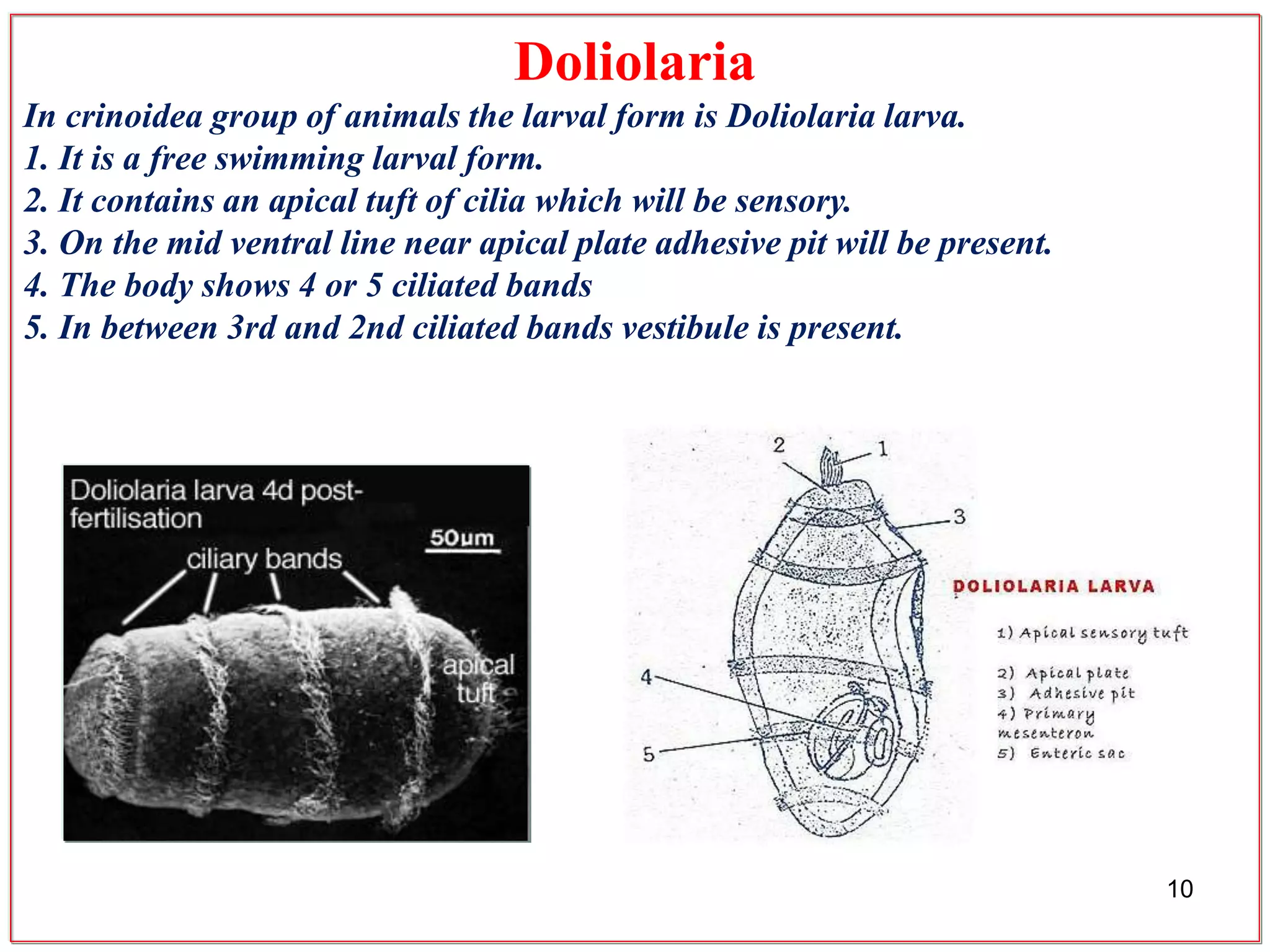 study of Larval form of Eechinodermata | PPT