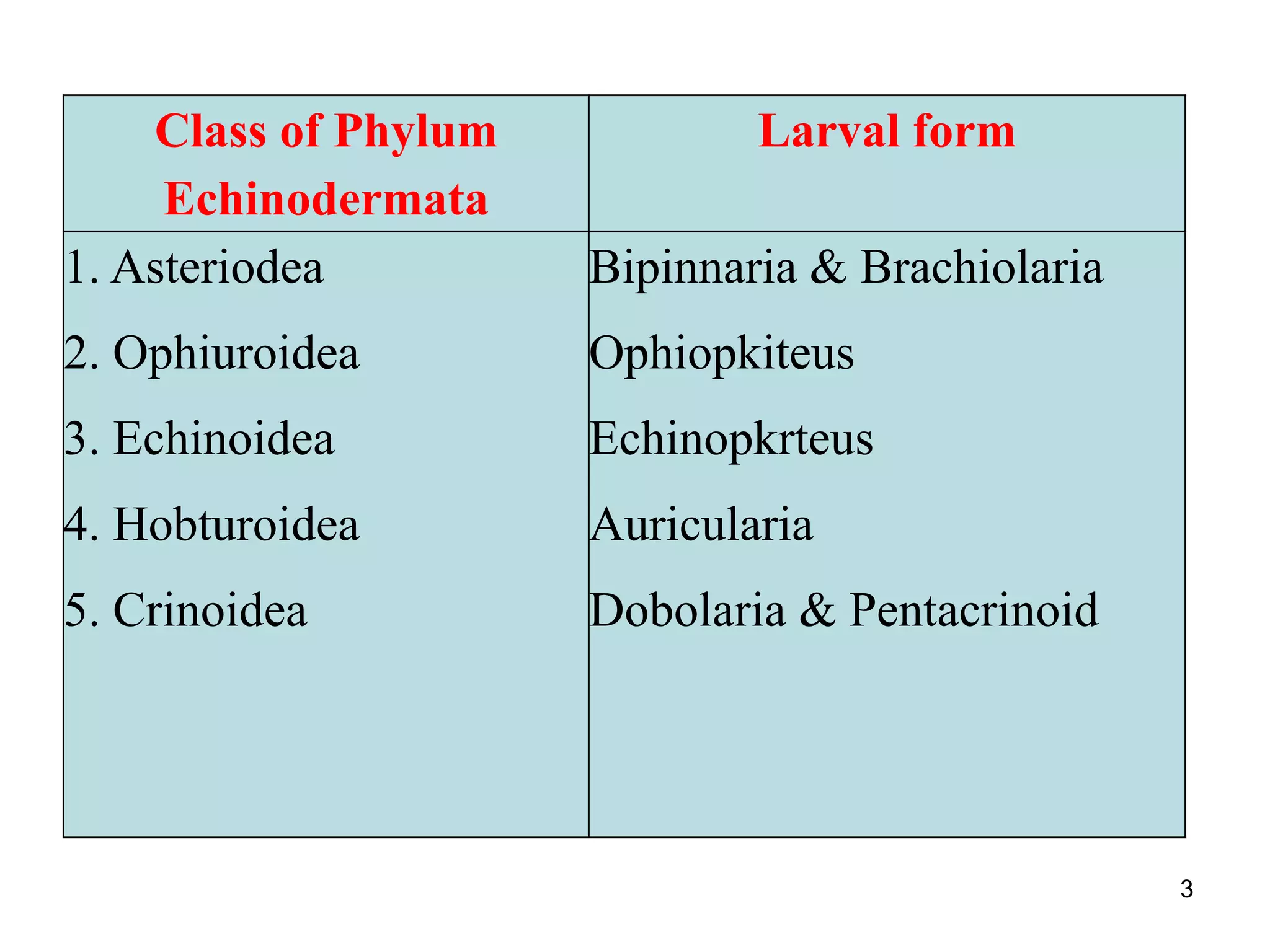 study of Larval form of Eechinodermata | PPT