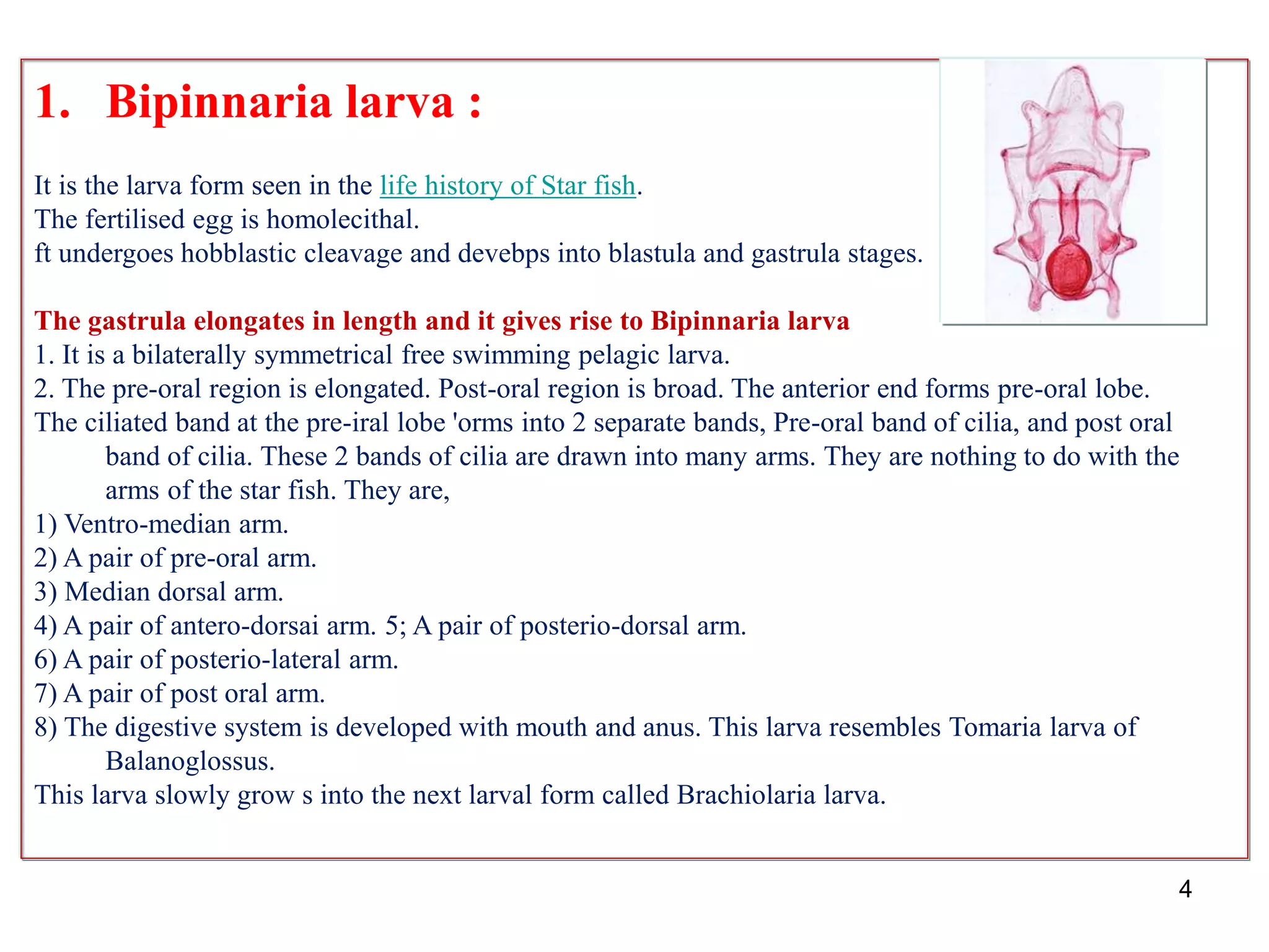 study of Larval form of Eechinodermata | PPT