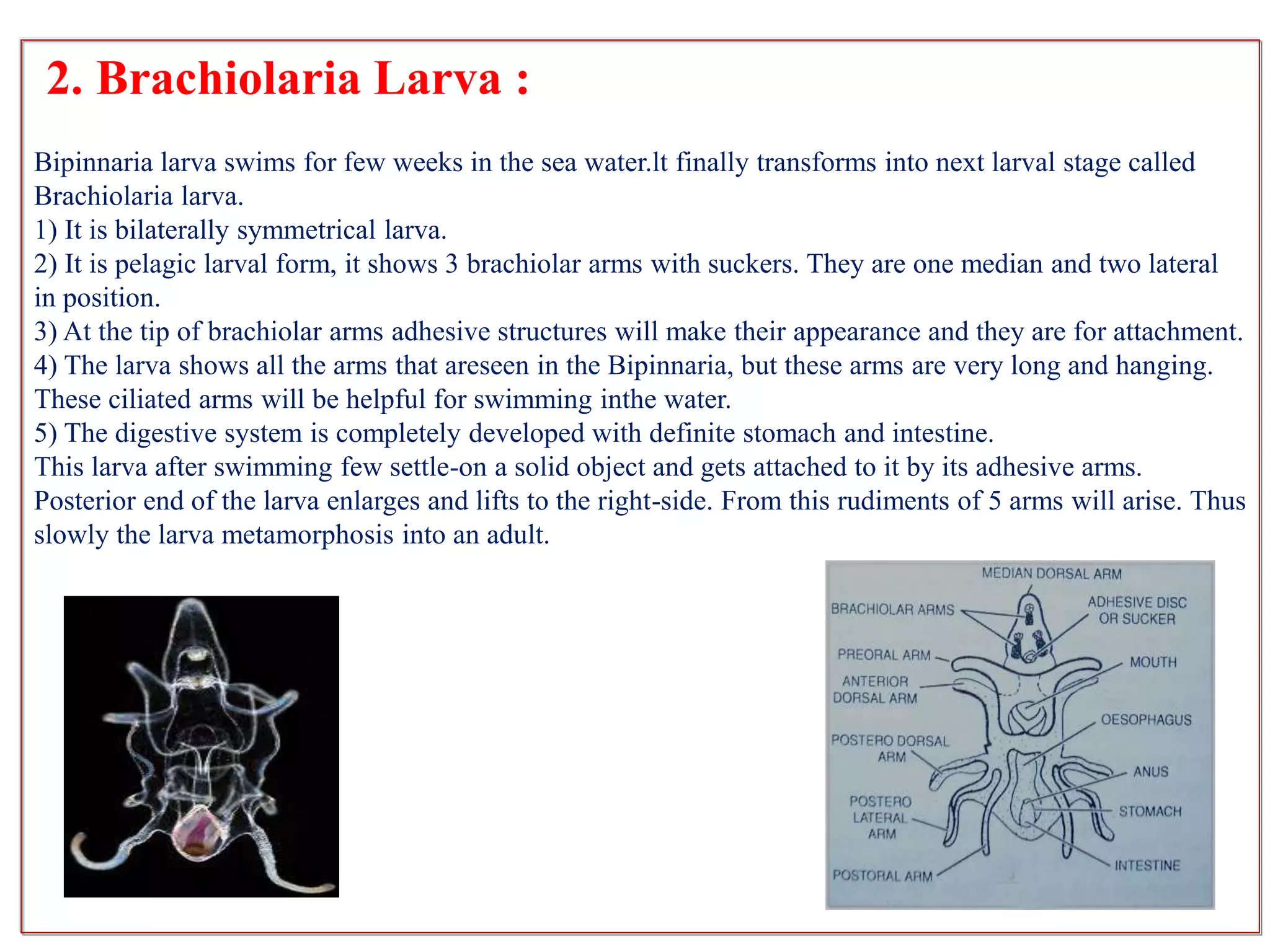 study of Larval form of Eechinodermata | PPT