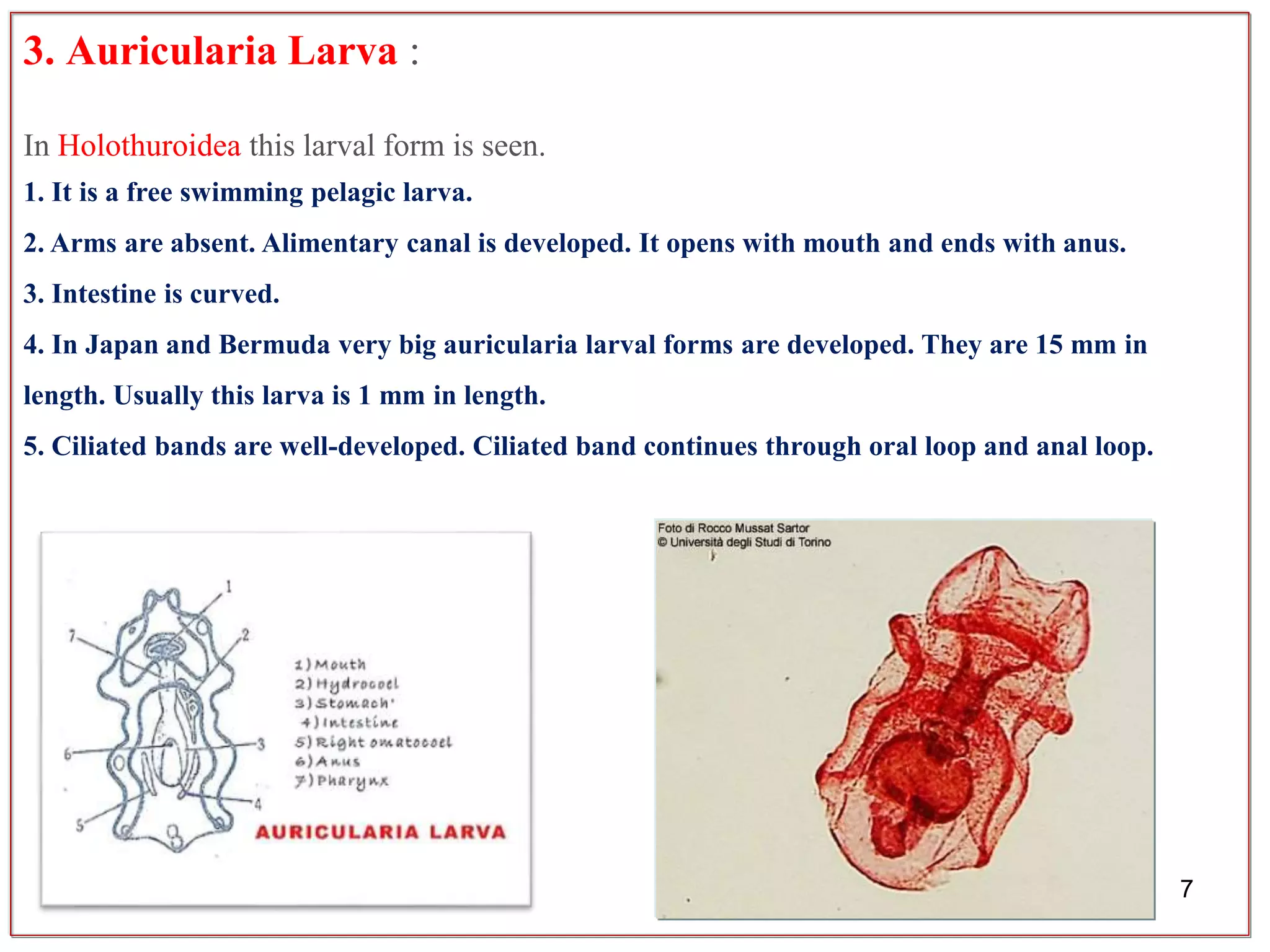 study of Larval form of Eechinodermata | PPT