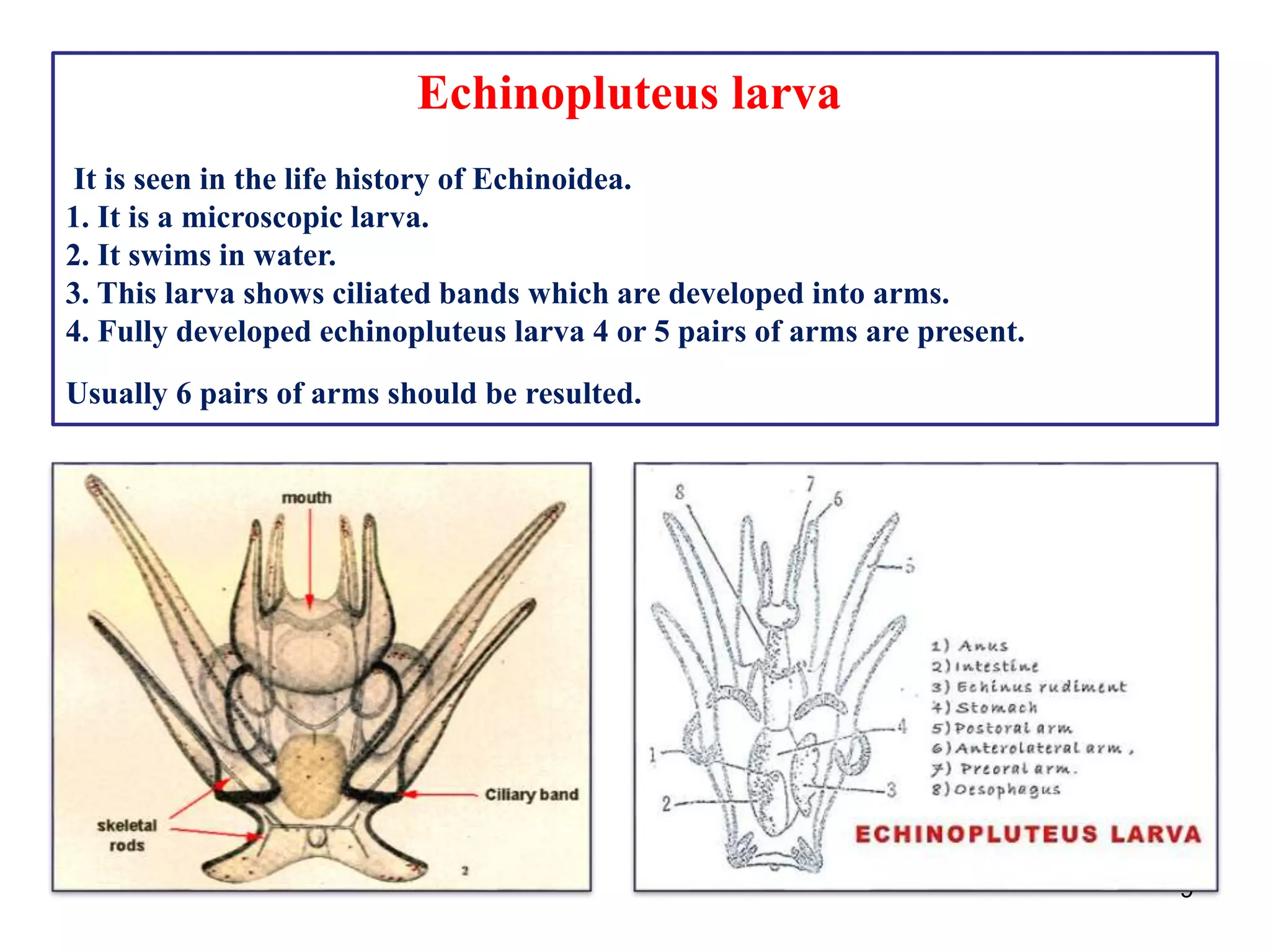 study of Larval form of Eechinodermata | PPT