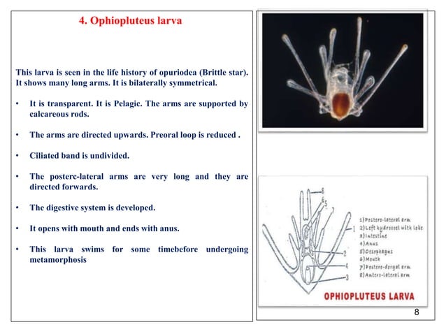 study of Larval form of Eechinodermata | PPT | Biological Sciences ...