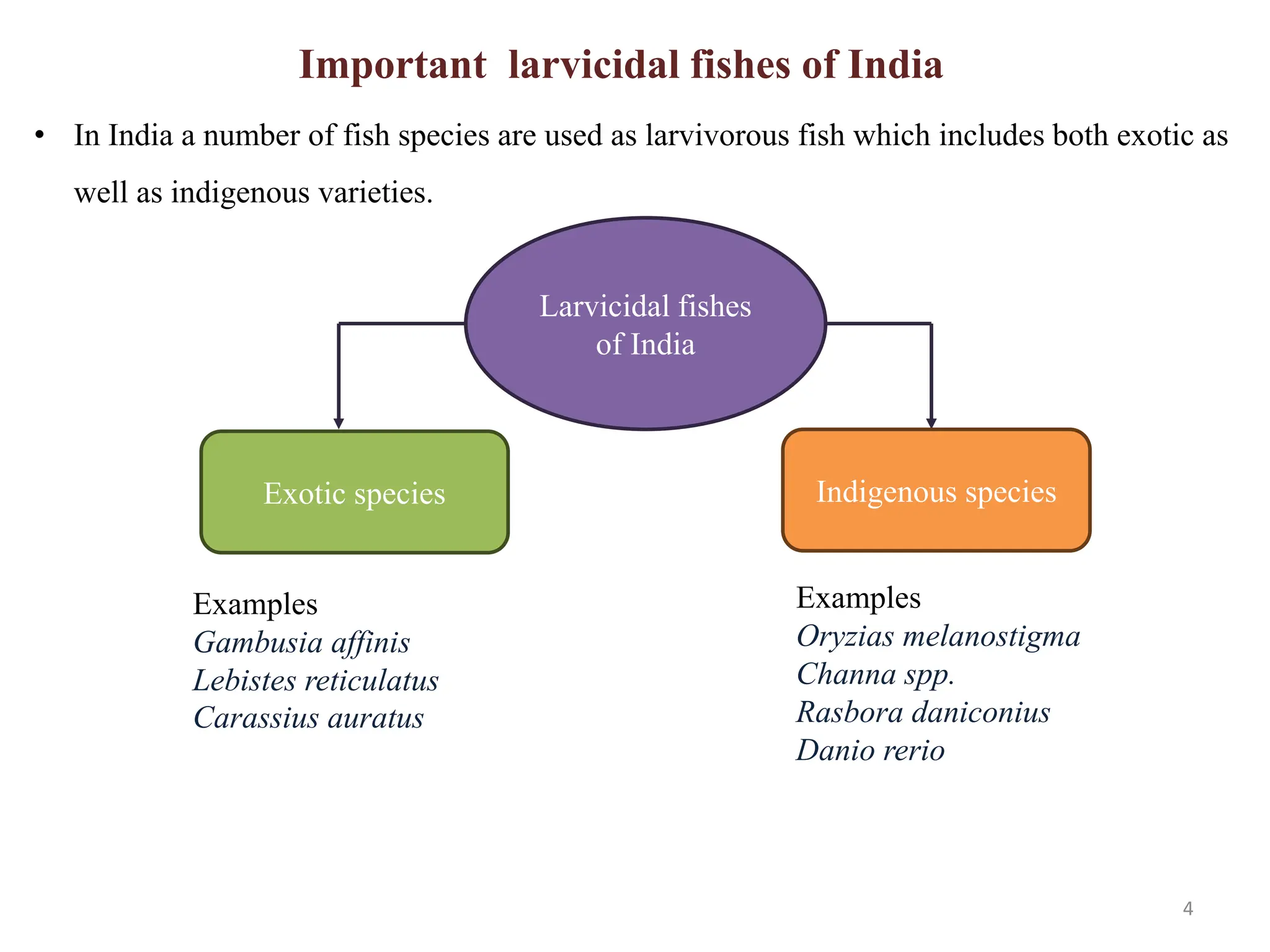 Larvivorous fish and their role in human Welfare.pptx