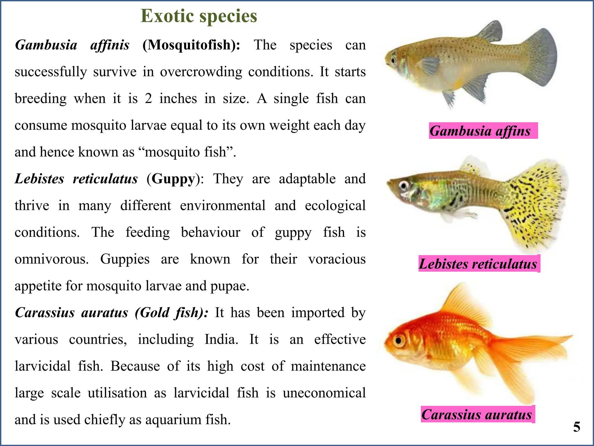 Larvivorous fish and their role in human Welfare.pptx