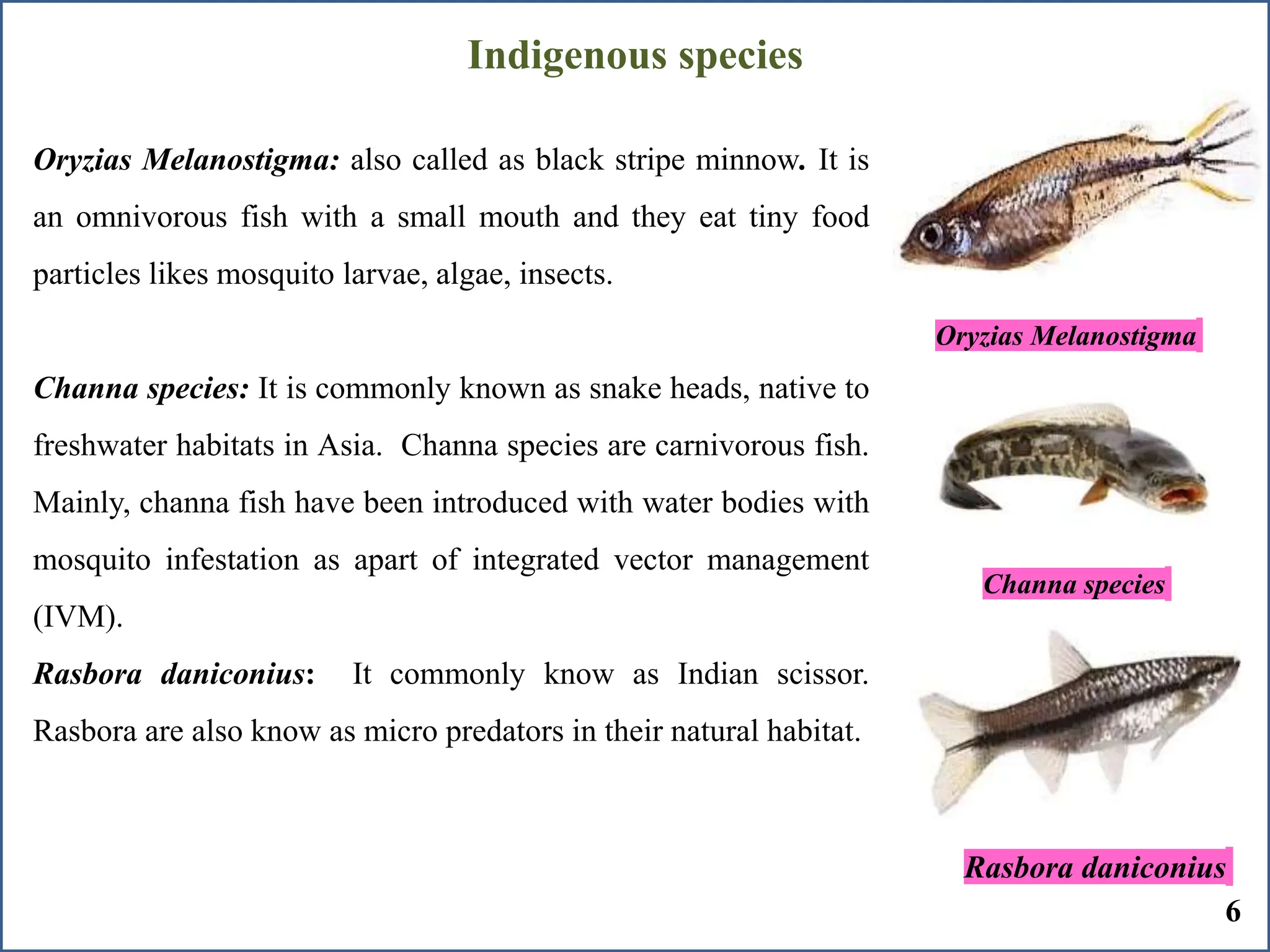 Larvivorous fish and their role in human Welfare.pptx