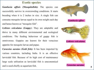 Larvivorous fish and their role in human Welfare.pptx