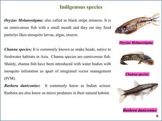 Larvivorous fish and their role in human Welfare.pptx