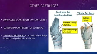 Laryngeal carcinoma Imaging | PPTX