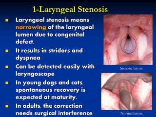 Laryngeal diseases | PDF