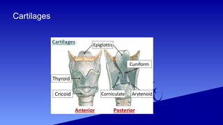Laryngeal framework surgery and thyroplasty.pptx