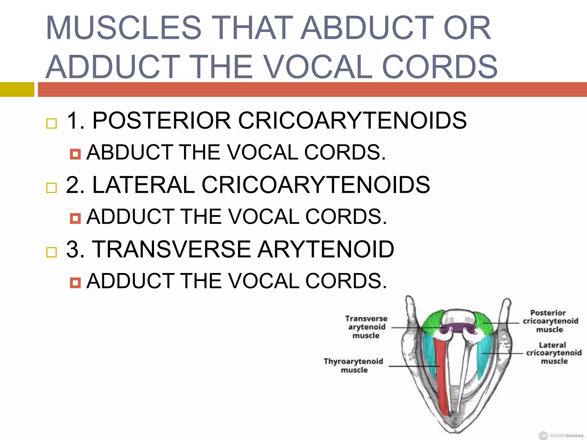 Laryngeal Muscles | PPTX
