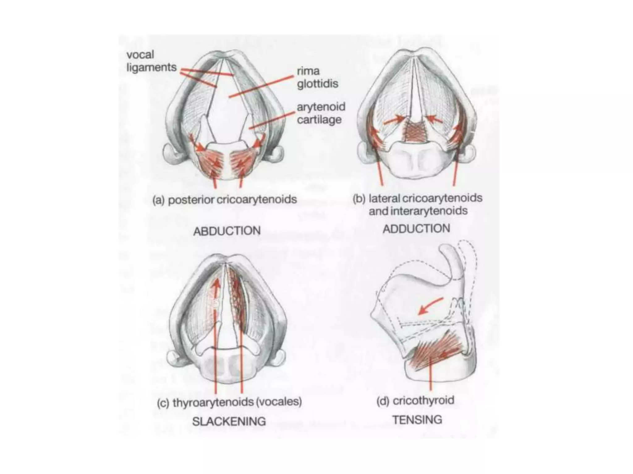 Laryngeal Muscles | PPTX
