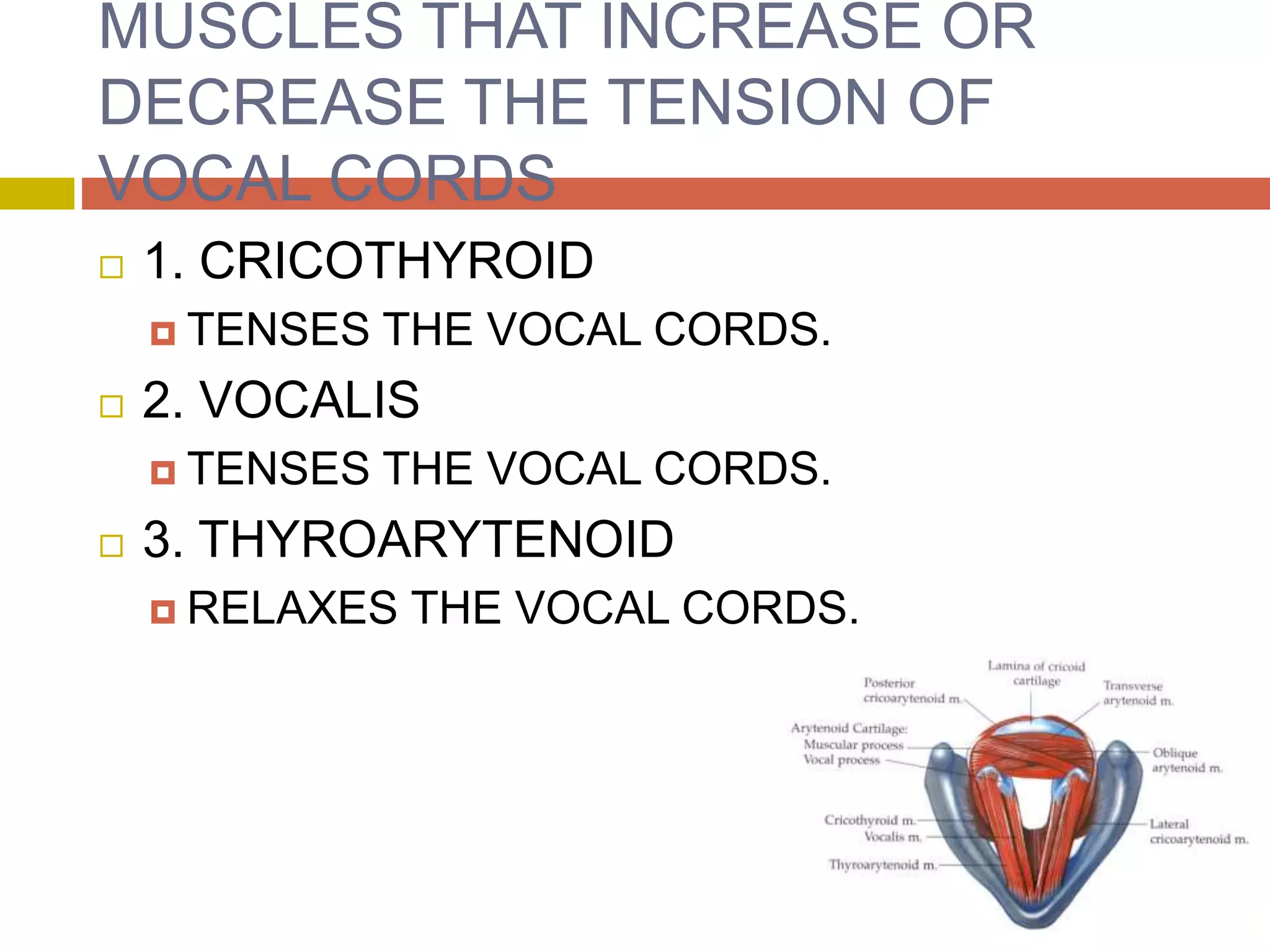Laryngeal Muscles | PPTX
