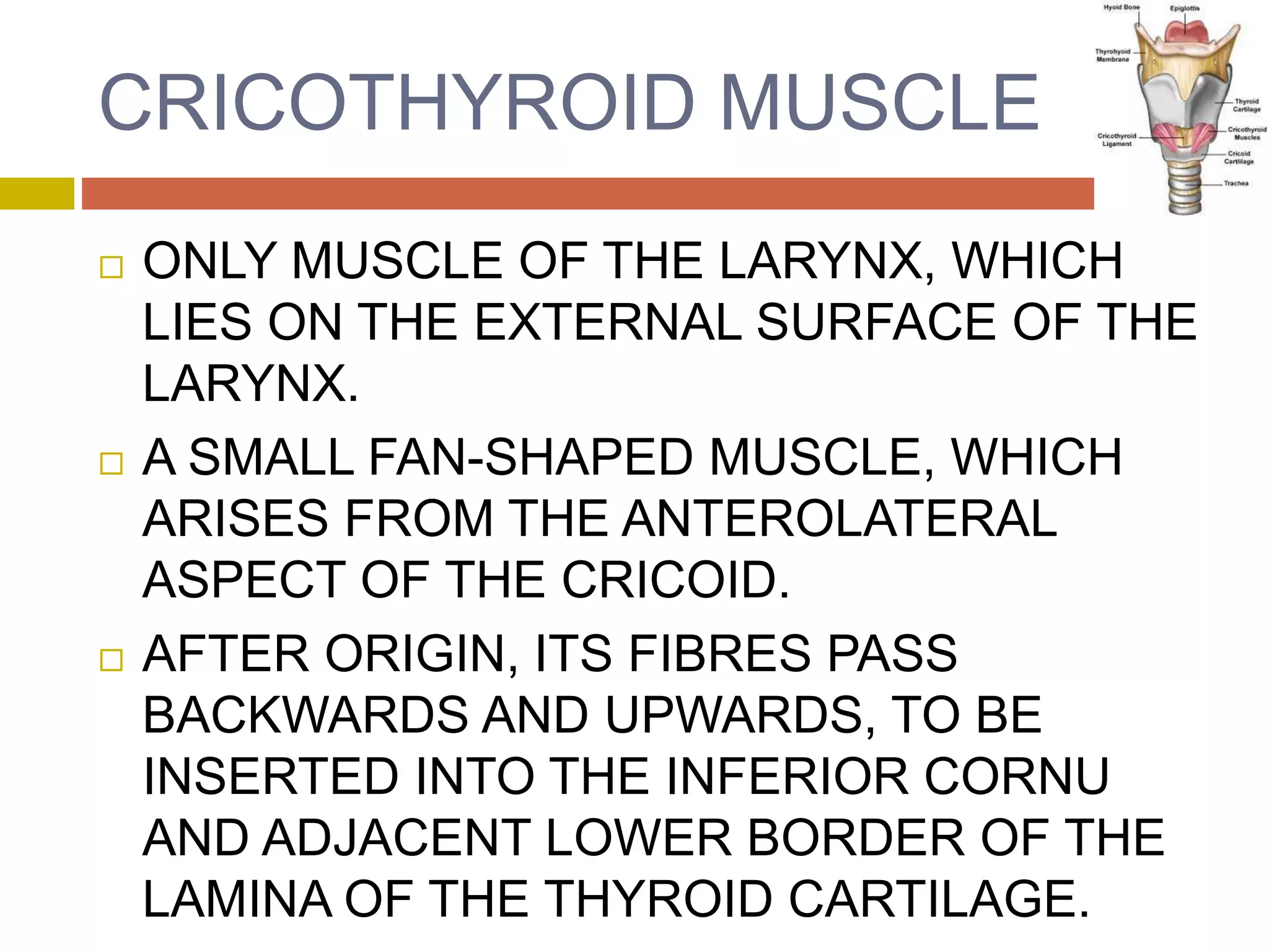 Laryngeal Muscles | PPTX