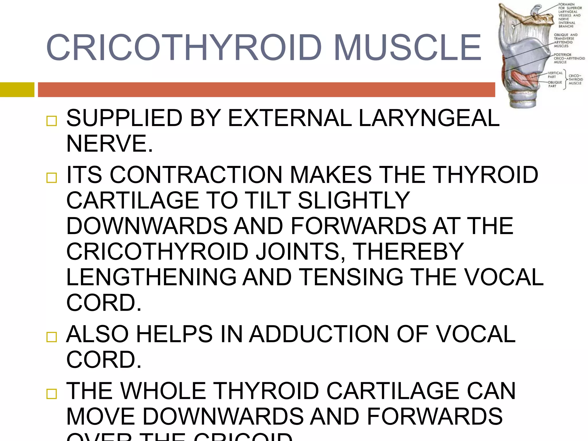 Laryngeal Muscles | PPTX