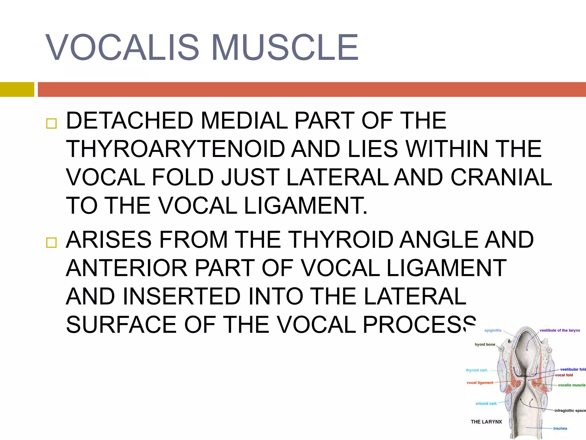 Laryngeal Muscles | PPTX