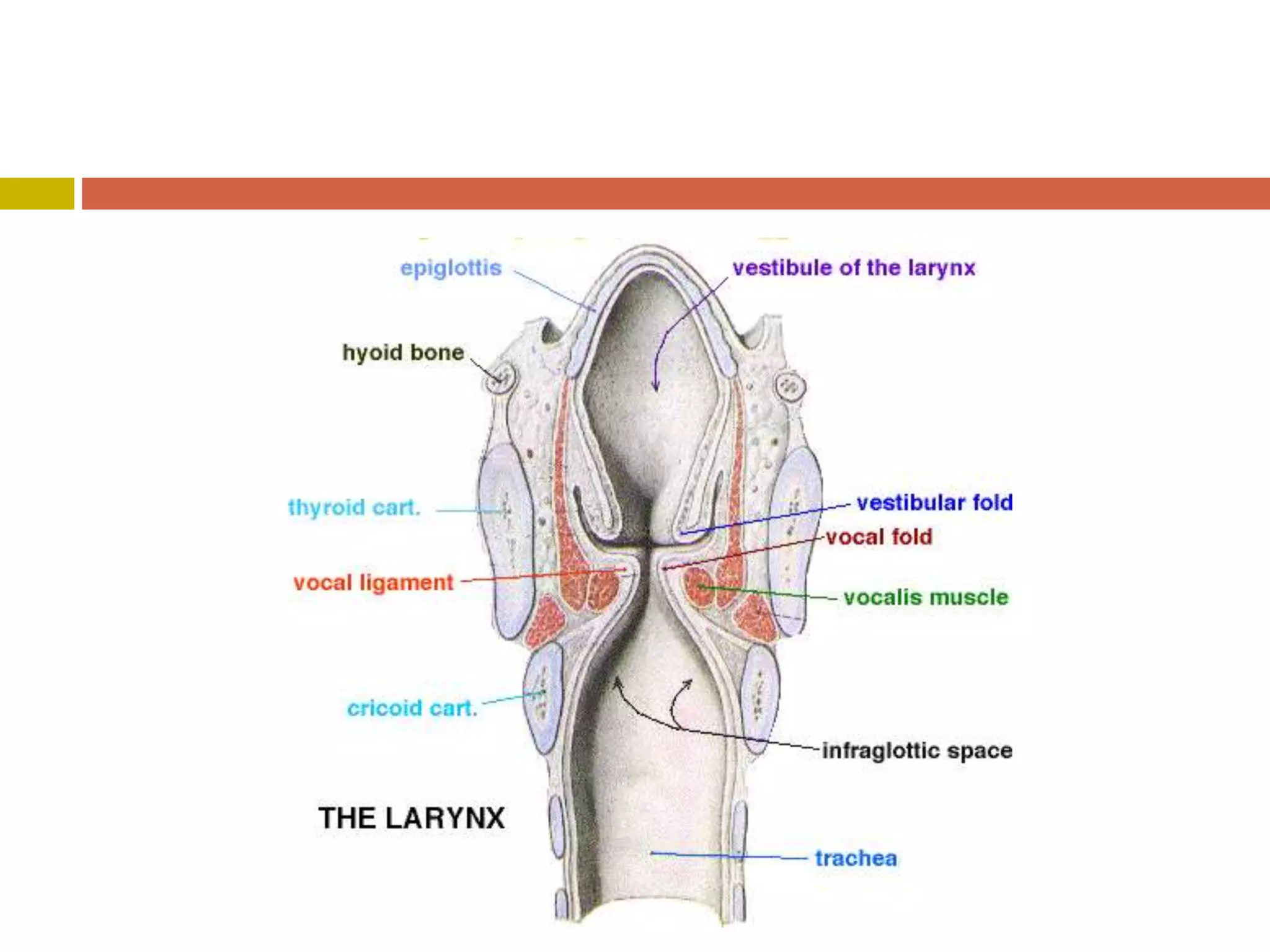Laryngeal Muscles | PPTX