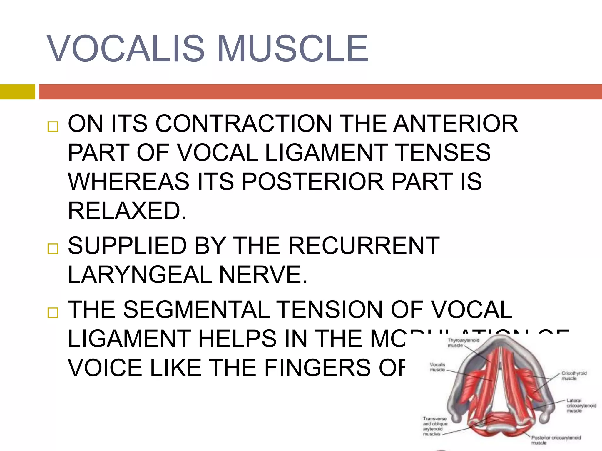 Laryngeal Muscles | PPTX