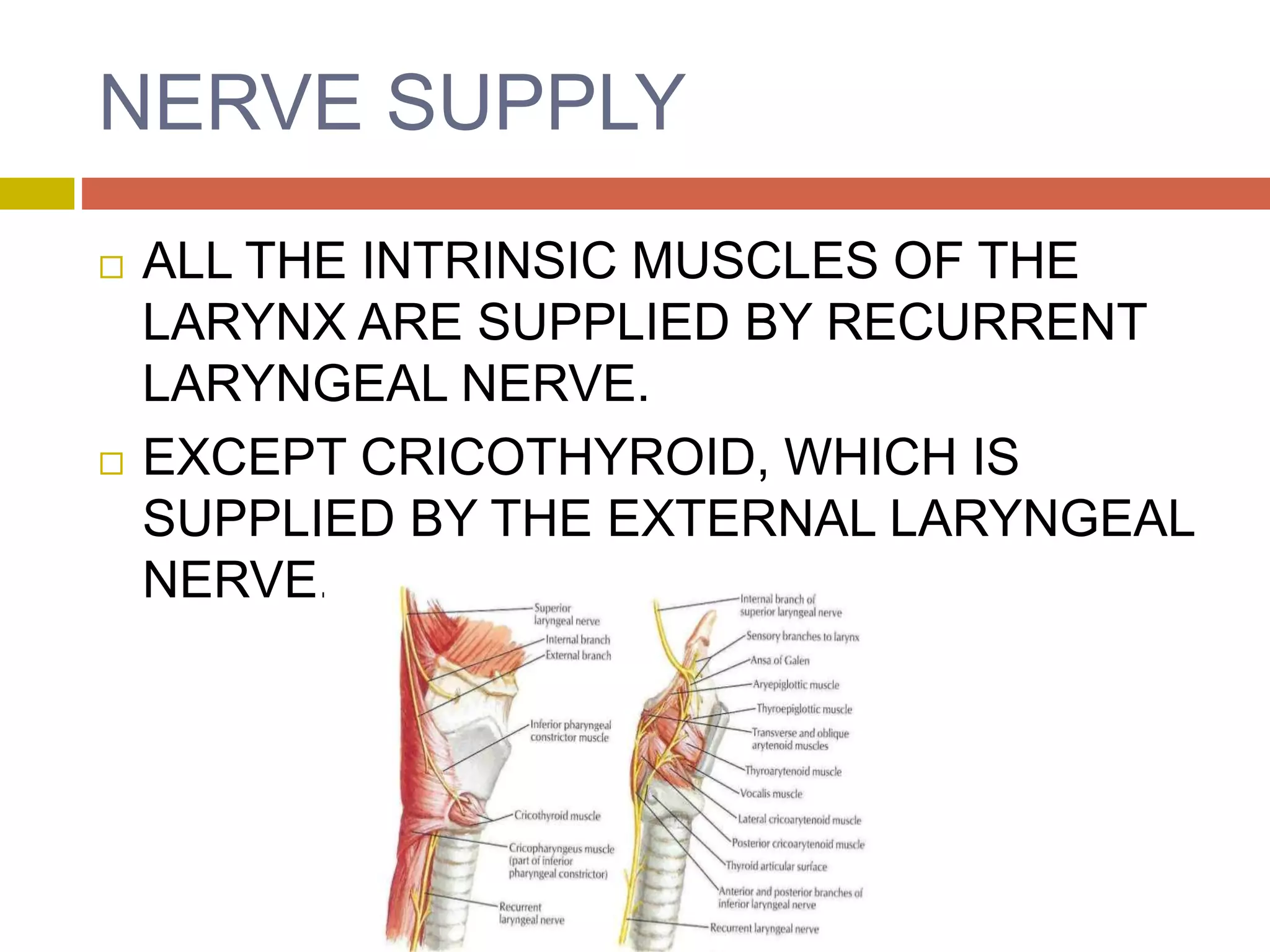 Laryngeal Muscles | PPTX