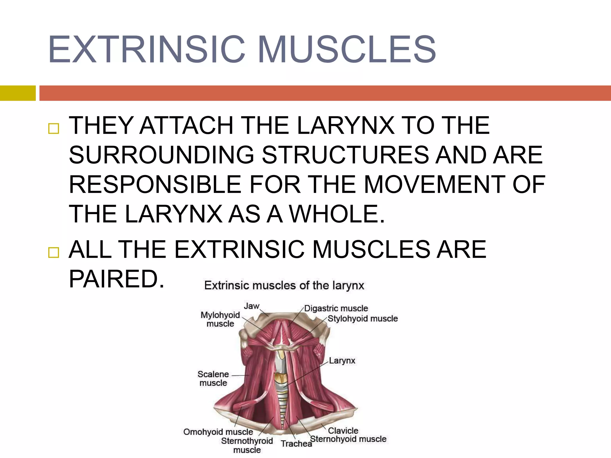 Laryngeal Muscles | PPTX