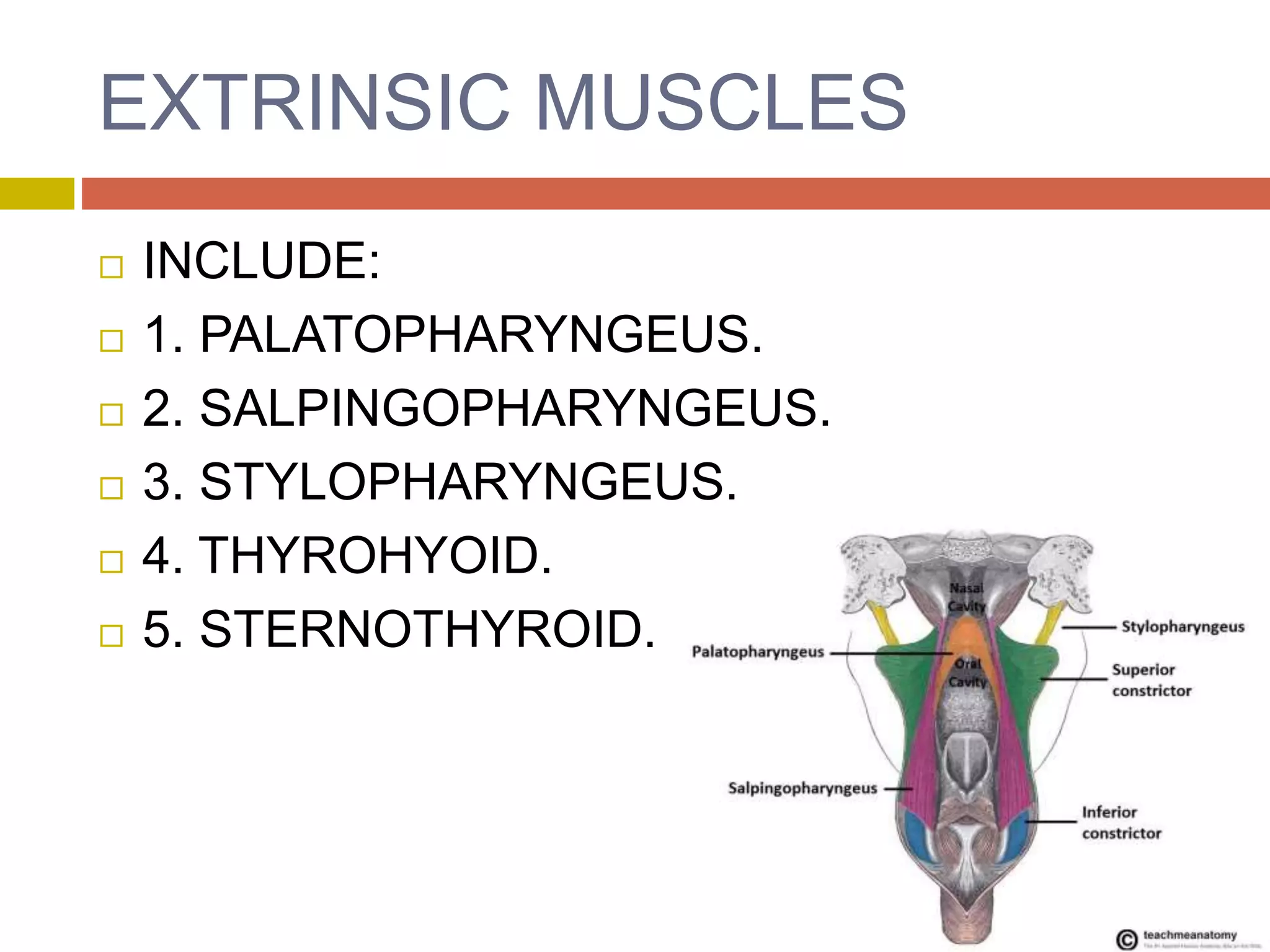 Laryngeal Muscles | PPTX