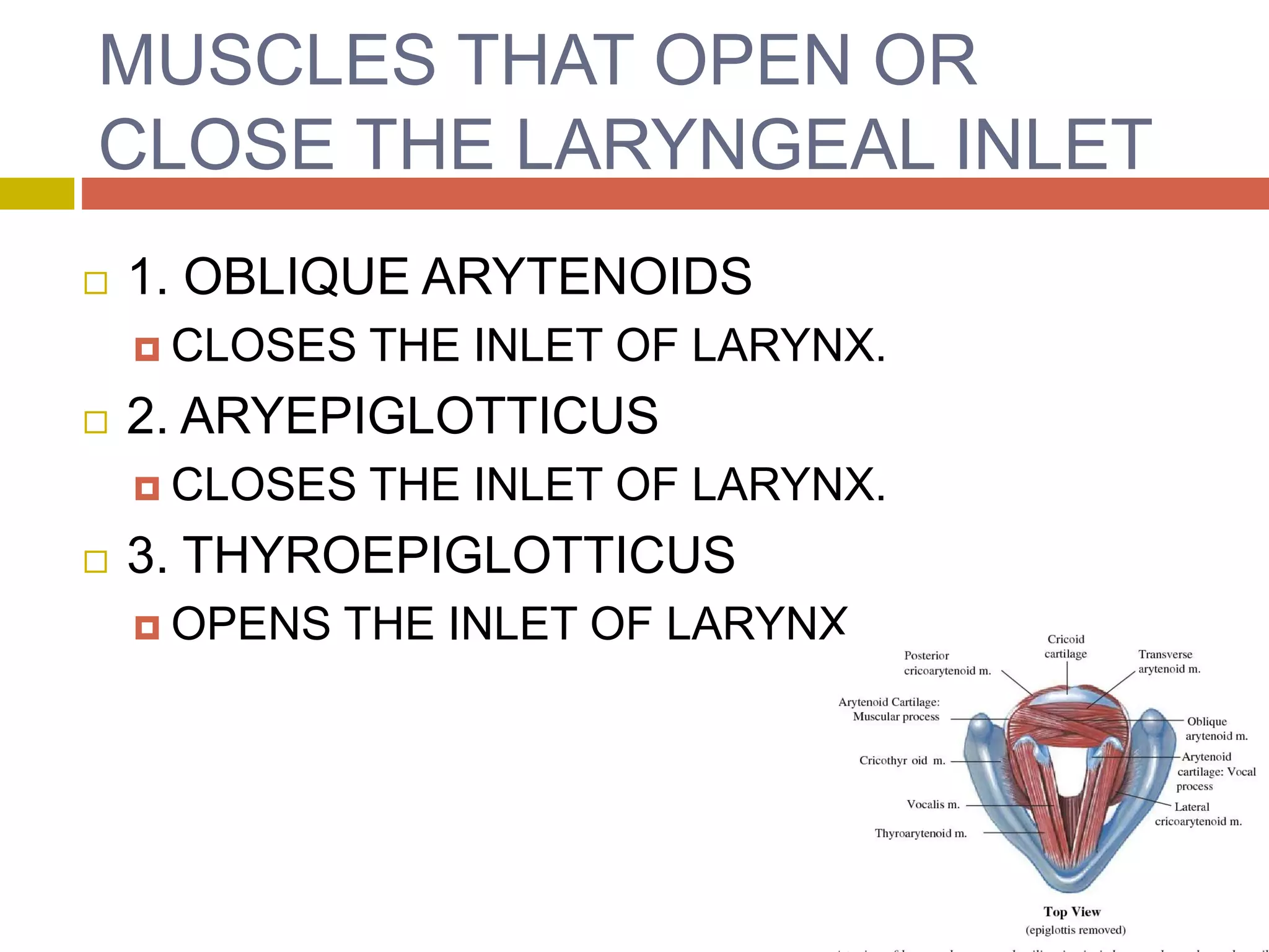 Laryngeal Muscles | PPTX