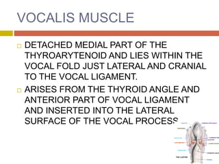 Laryngeal Muscles | PPTX
