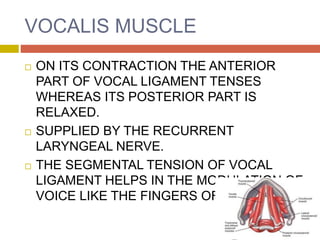 Laryngeal Muscles | PPTX