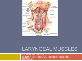 Anatomy Of Larynx Muscles