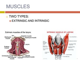 Anatomy Of Larynx Muscles