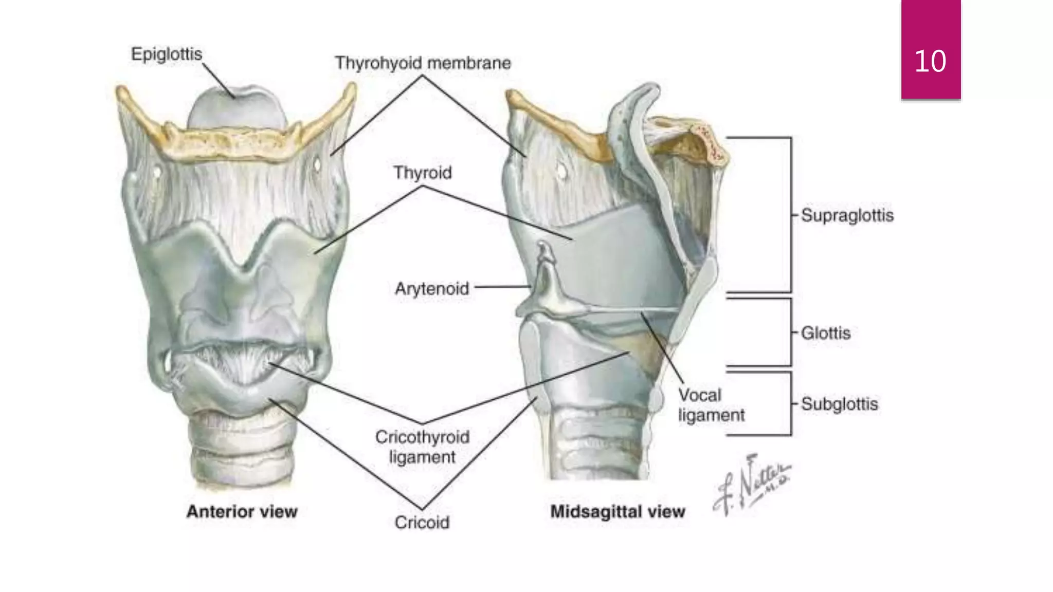 Laryngeal trauma | PPT