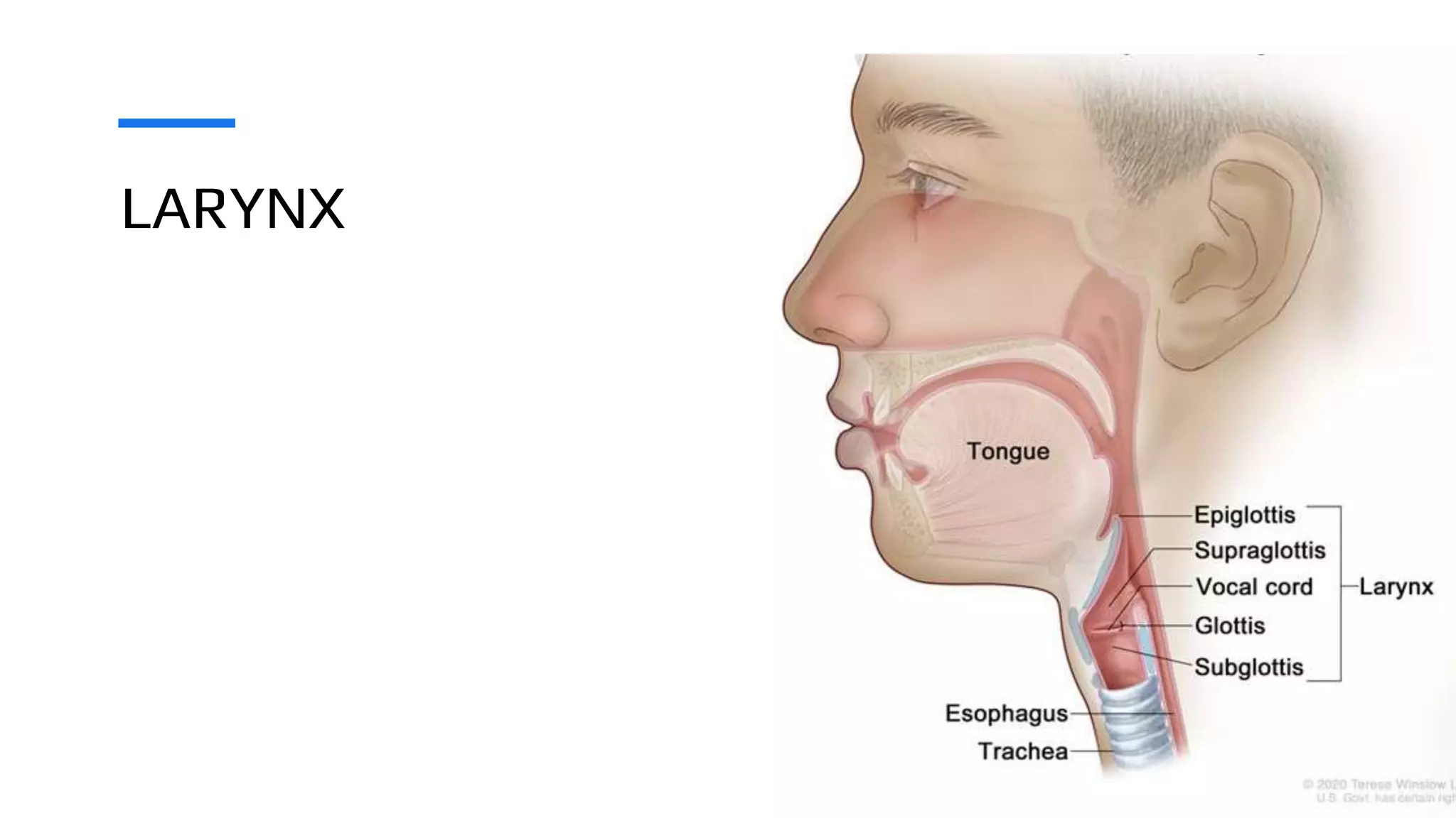 Laryngitis_ MSN.pptx