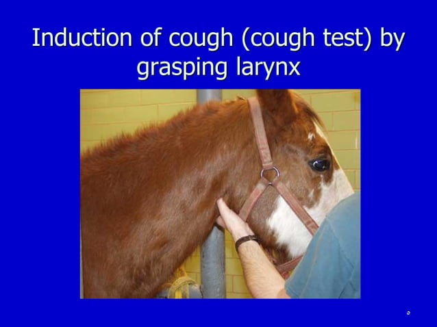 Laryngitis, trachitis and bronchitis equine | PPT