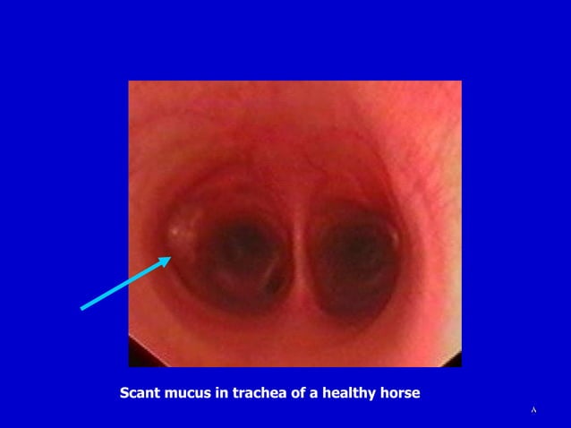 Laryngitis, trachitis and bronchitis equine | PPT