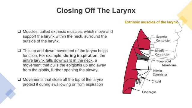 Laryngospasm Presentation.pptx By Ak (Anesthesia ) | PPTX