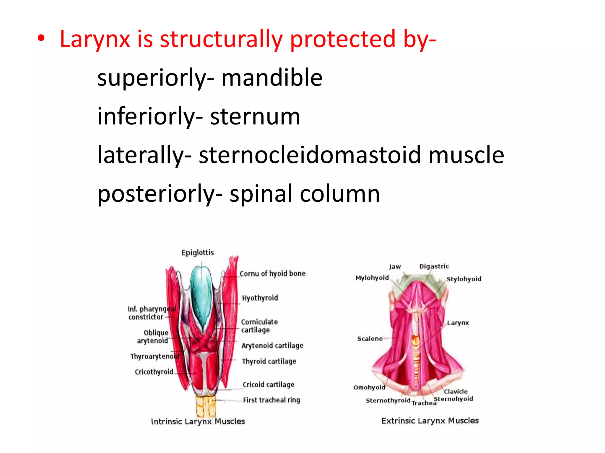 Laryngotracial trauma with anatomy and management | PPTX