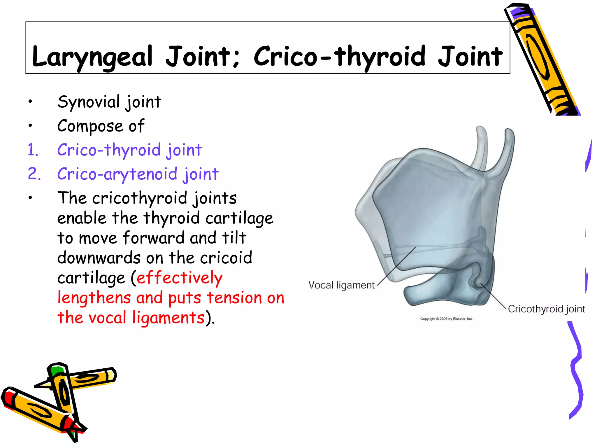 anatomy of Larynx | PPT